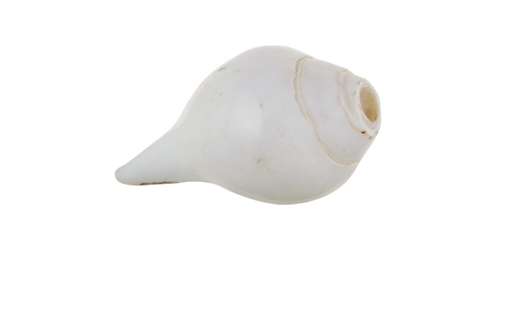 Shankh Blowable Conch Sea Shell Around 9 CM - Pick Use
