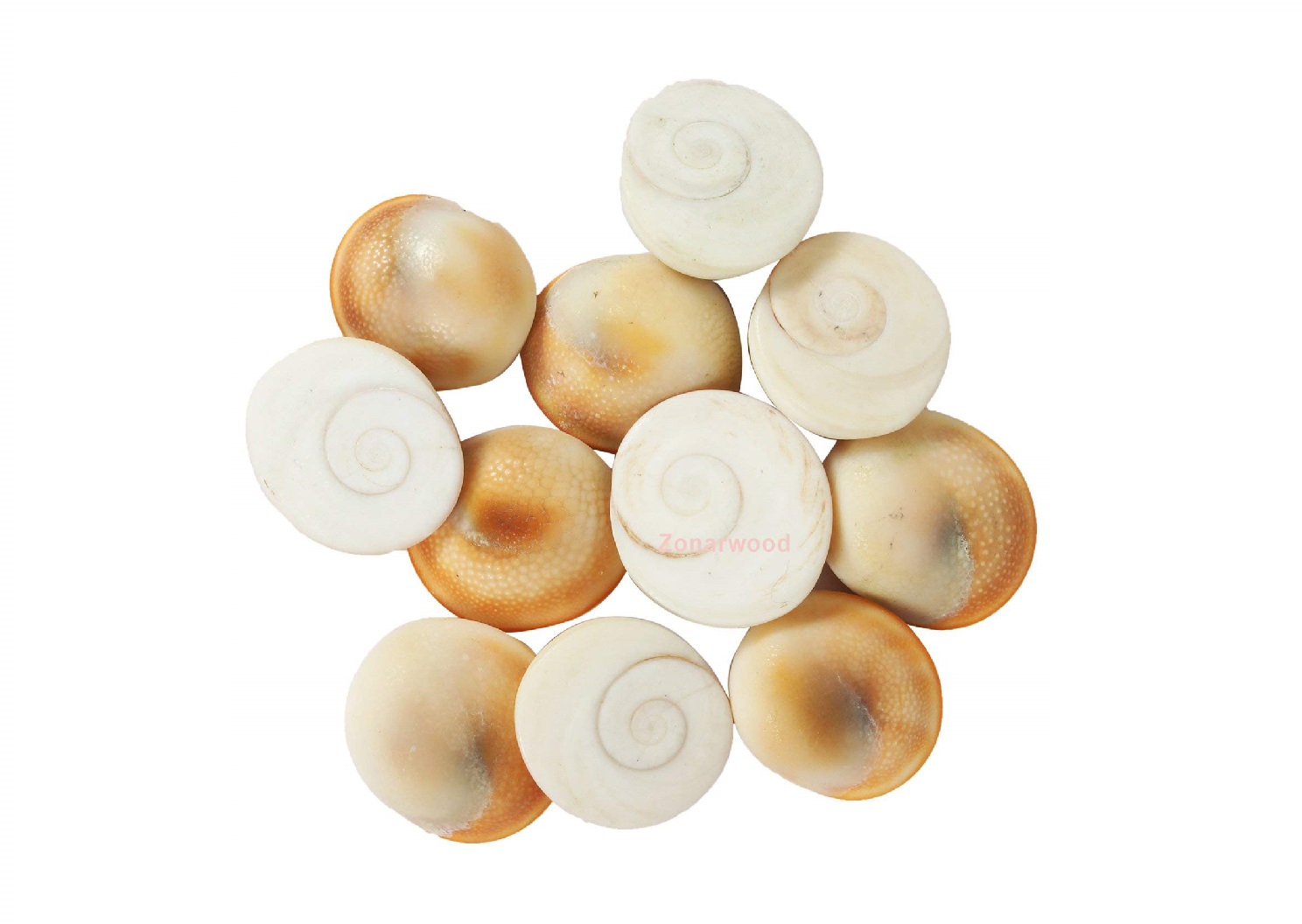 Pack Of 11 Gomati Chakkra - Pick Use